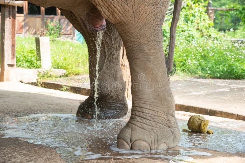 Elephant feces on floor, stock photo. Image of disgusting - 260258480