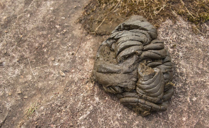 Elephant feces stock photo. Image of dung, brown, giant - 53128238