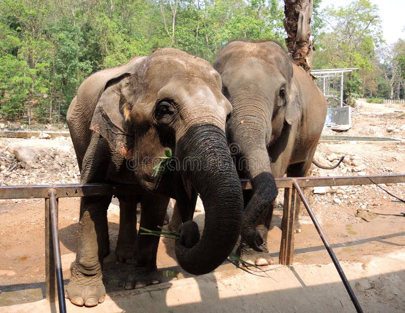 Elephant Feeding stock photo. Image of animal, feed, bush - 68062758