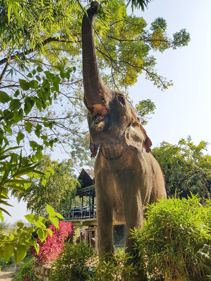 Elephant feeding stock image. Image of asian, tree, animal - 83083641