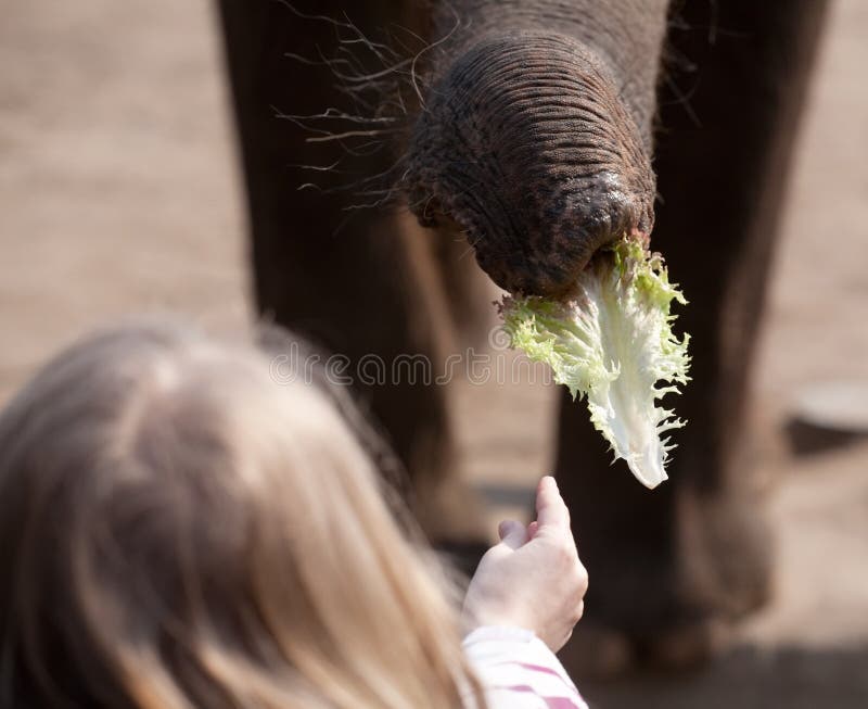Elephant feeding stock image. Image of feed, proboscis - 39742267