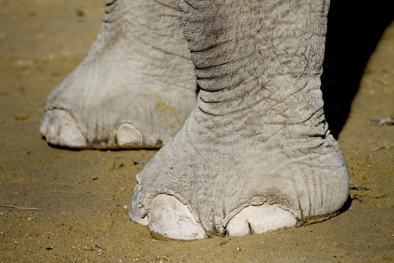 Elephant feet stock image. Image of elephant, daylight - 22395243