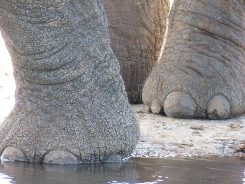 Elephant feet stock image. Image of elephants, feet, elephant - 83278777