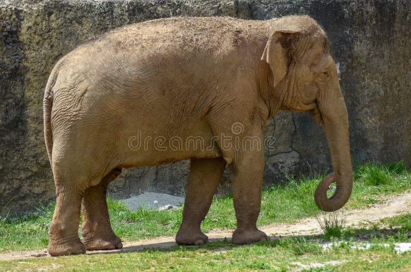 Elephant stock photo. Image of elephant, spring, sunbathing - 116437230