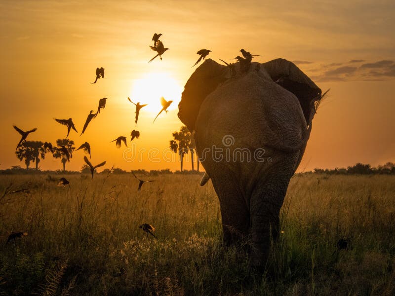 An Elephant in the Field with Birds Flying Around it Stock Photo ...