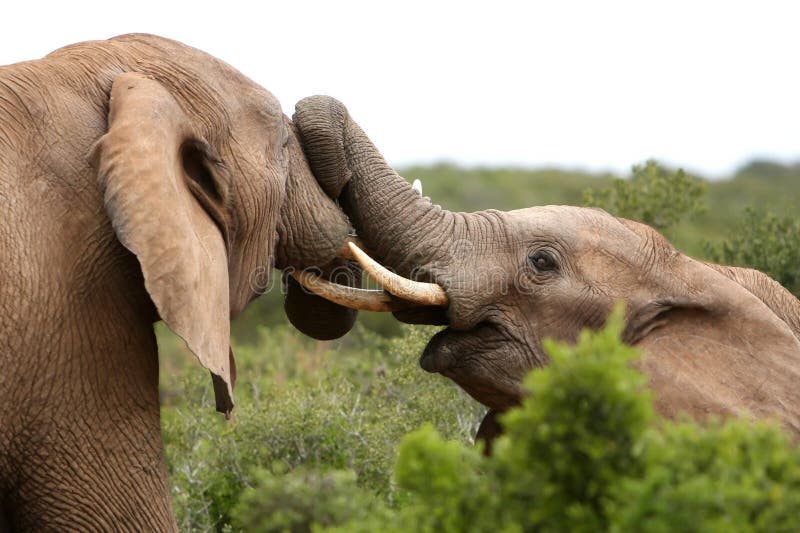 Elephant Fight stock image. Image of aggression, dominant - 8125293