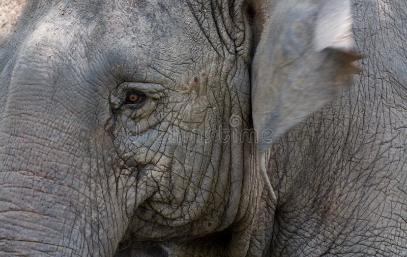 Elephant Flipping Its Ear stock image. Image of enormous - 11550395