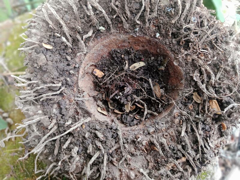 Elephant Food Yam the Various of Tubers Stock Photo - Image of elephant ...