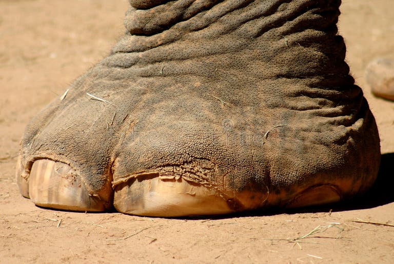 596 Elephants Foot Nedir Stock Photos - Free & Royalty-Free Stock ...