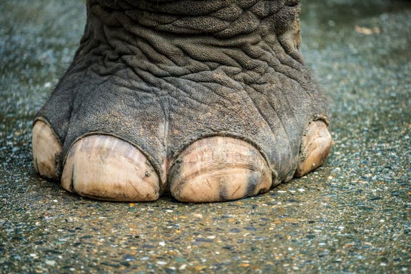2,133 Elephant Foot Stock Photos - Free & Royalty-Free Stock Photos ...