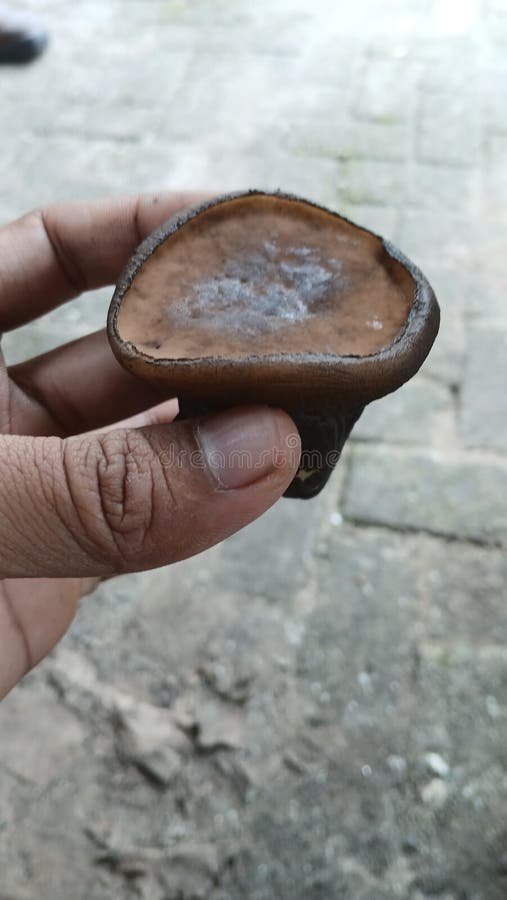 Elephant foot fungus stock image. Image of finger, brown - 345362917