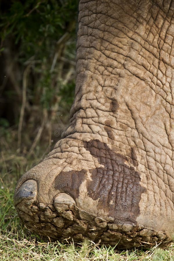Elephant foot stock image. Image of massive, front, white - 31415149