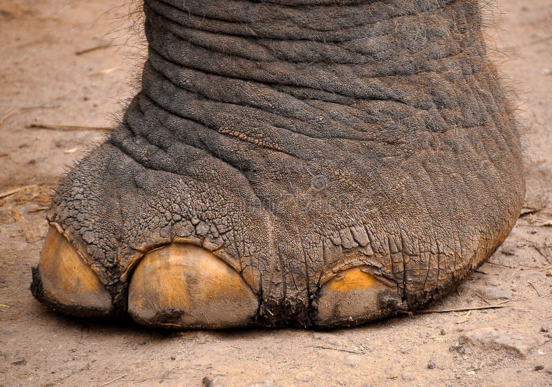 The Elephant foot stock image. Image of amusement, east - 39892147