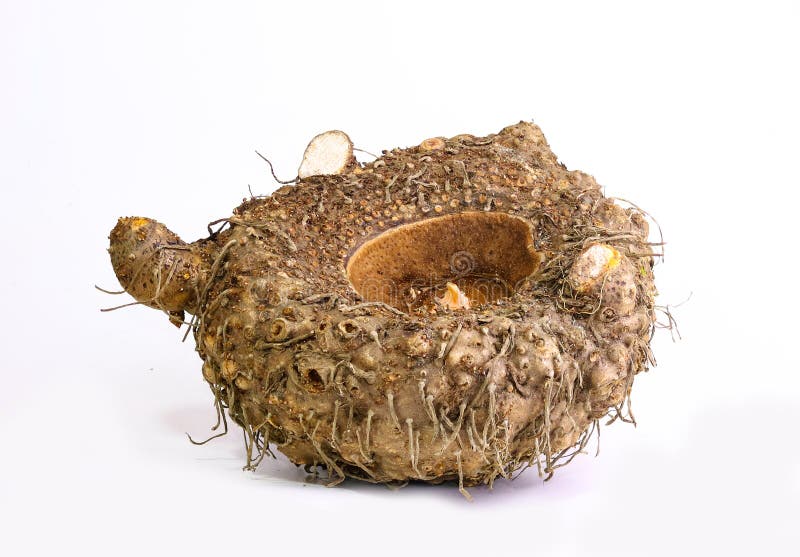 Amorphophallus Paeoniifolius Or Elephant Foot Yam Of Southeast Asia ...