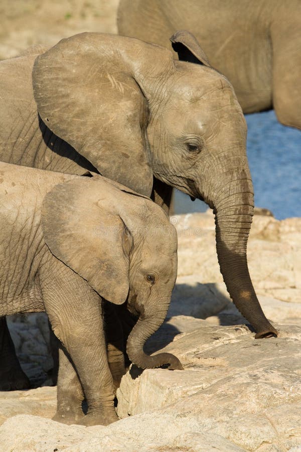 Elephant friends stock photo. Image of mammal, elephant - 22430978