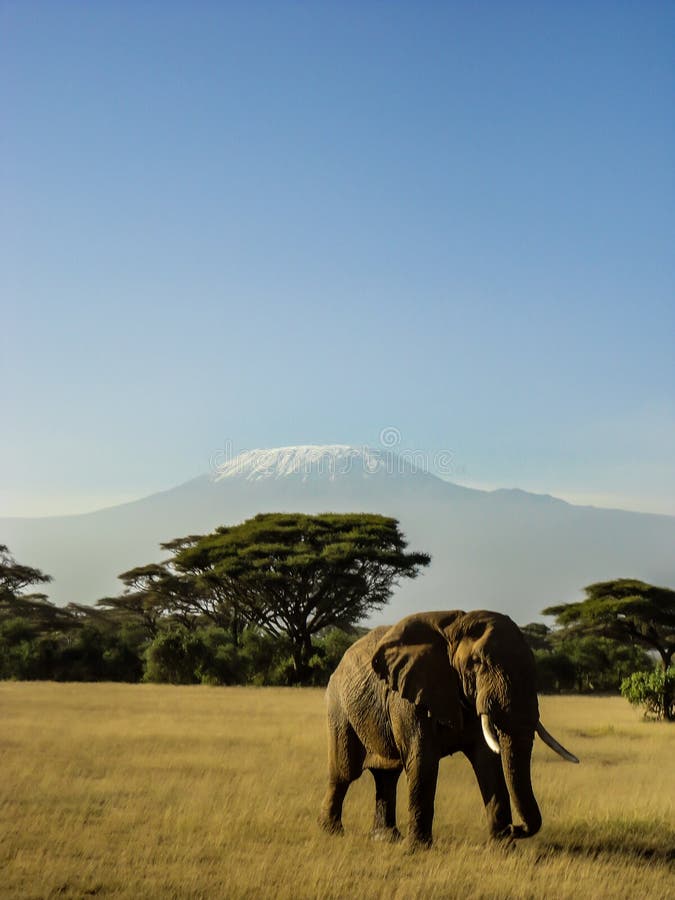 Elephant in Front of Kilimanjaro Stock Photo - Image of mountain, close ...