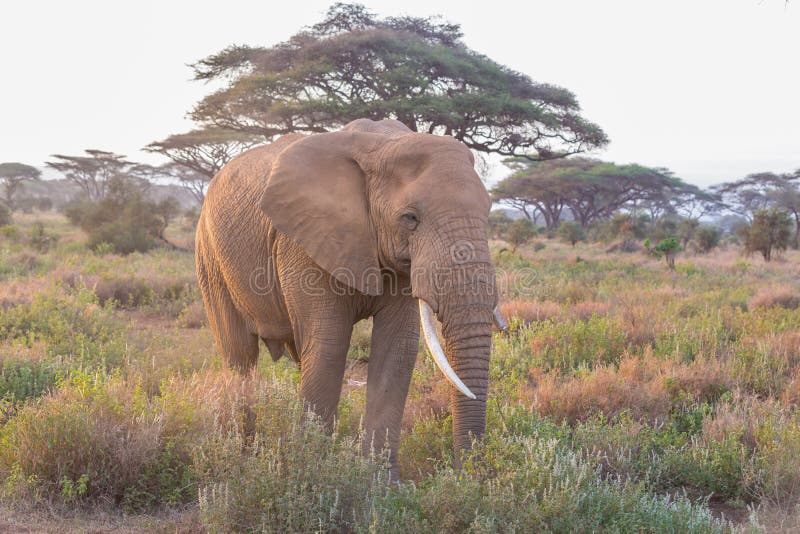 Elephant in Front of Kilimanjaro, Amboseli, Kenya. Stock Photo - Image ...