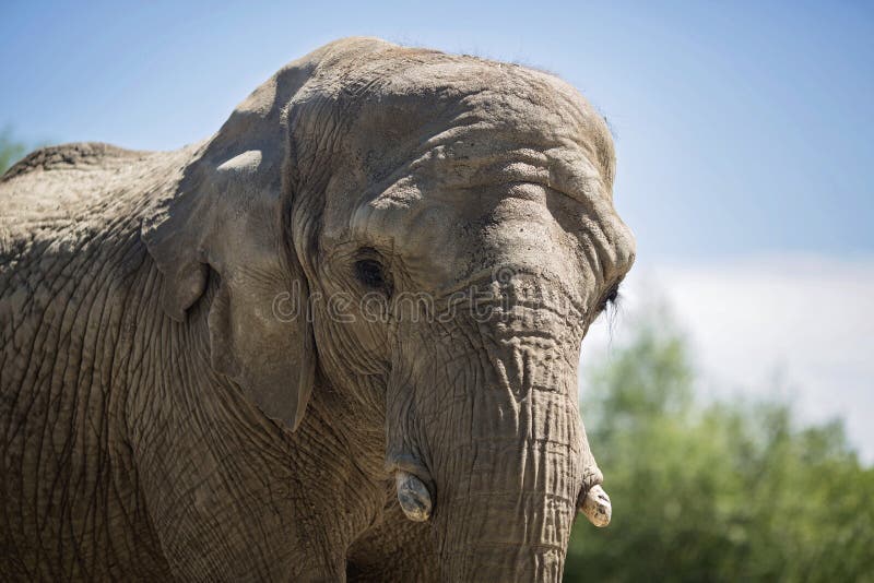 Elephant Front Profile Face Stock Image - Image of blue, tusks: 88545213