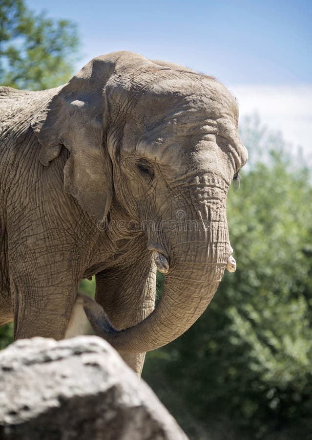 Elephant Front View with Clipping Path Stock Image - Image of large ...