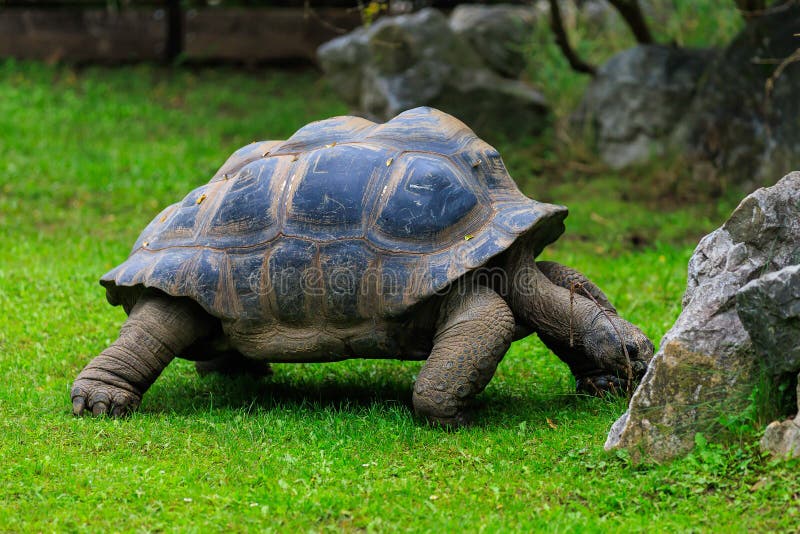 Elephant or Galapagos Tortoise. Background with Selective Focus and ...