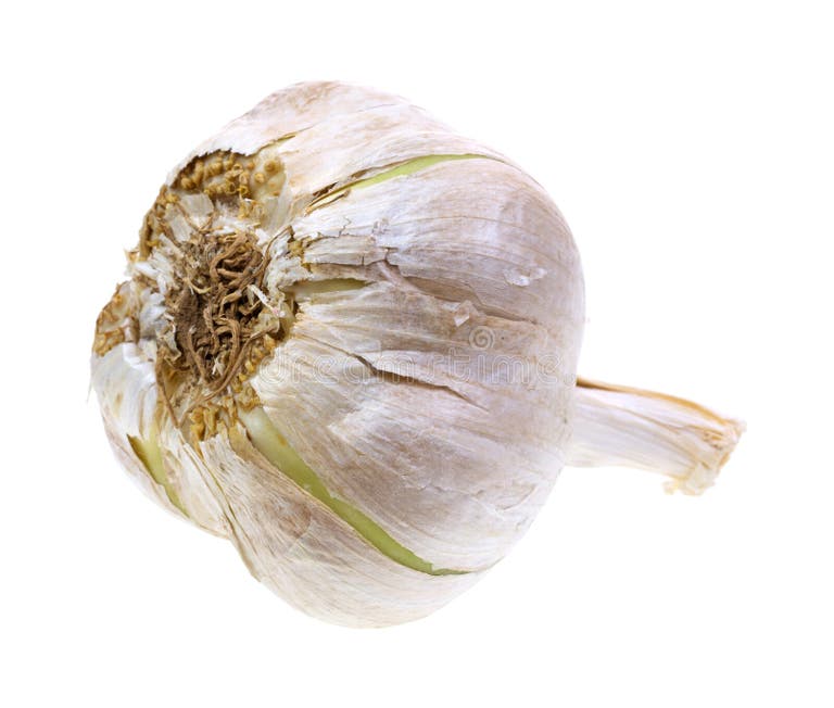Elephant garlic on side stock image. Image of white, leek - 26034687