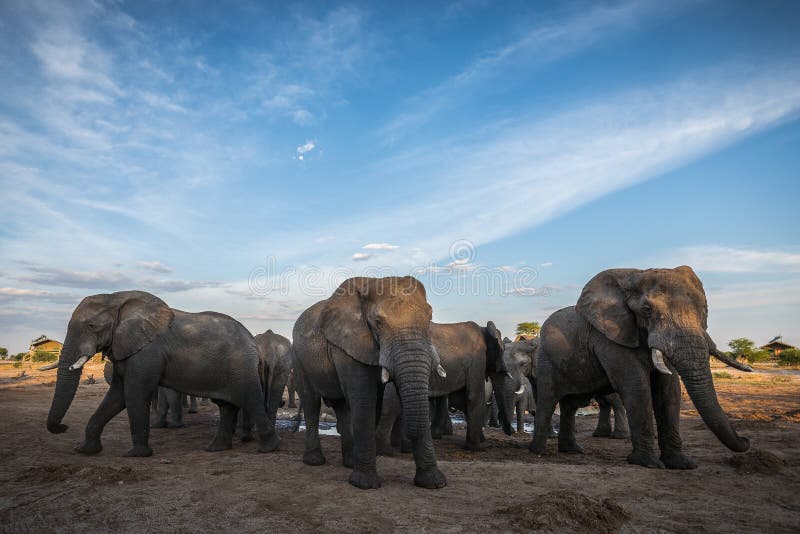Elephant Gathering at a Waterhole Stock Image - Image of elephant ...