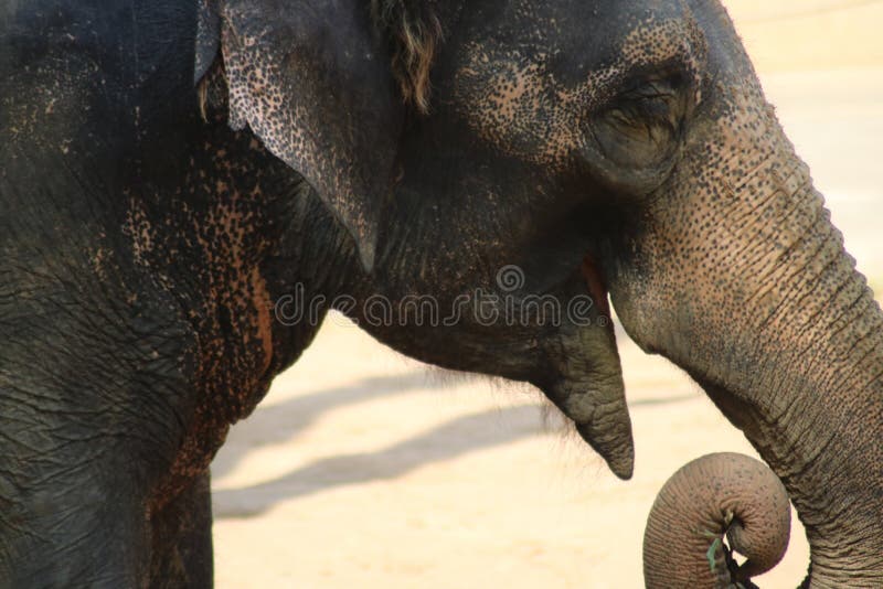 Elephant in a german zoo stock photo. Image of mammal - 182596934