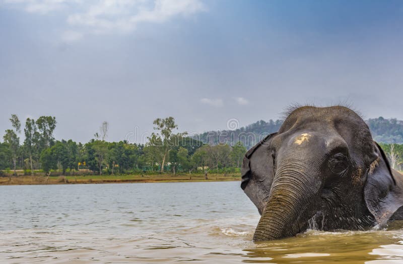 Elephant after a Bath - Getting Up from River. Stock Photo - Image of ...
