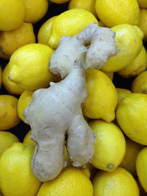 Elephant ginger stock image. Image of limes, funny, elephant - 77543021