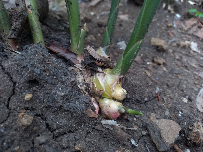 Elephant ginger shoots stock image. Image of shoots - 263725289