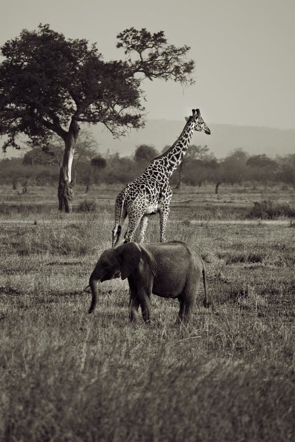 Elephant and giraffe stock photo. Image of mammal, wild - 27903152