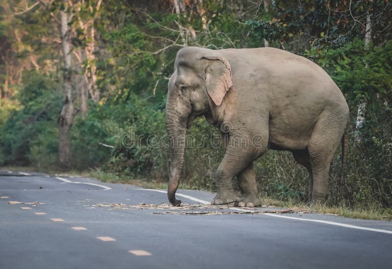 The Elephant Go Out the Forest Stock Image - Image of lake, dramatic ...