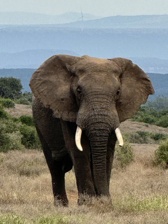 Elephant Going for a Stroll Stock Photo - Image of stroll, africa ...