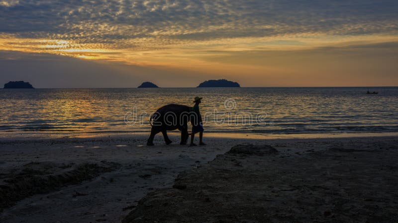 Elephant Going at Sunset among the Beach Stock Image - Image of beach ...
