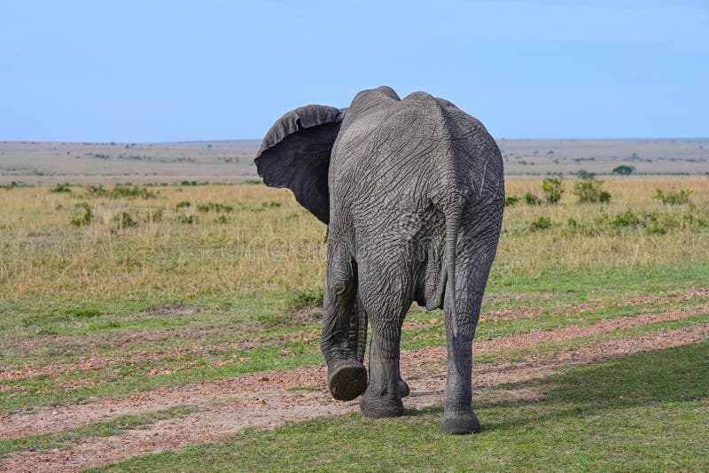 An Elephant Going Towards the Horizon Stock Photo - Image of natural ...