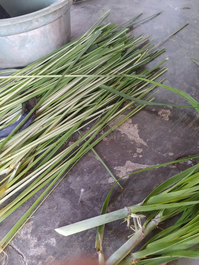 Elephant graas Indonesia stock photo. Image of branch - 254277744