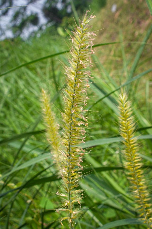 Elephant Grass Flowers that Grow in Many Fields Stock Photo - Image of ...