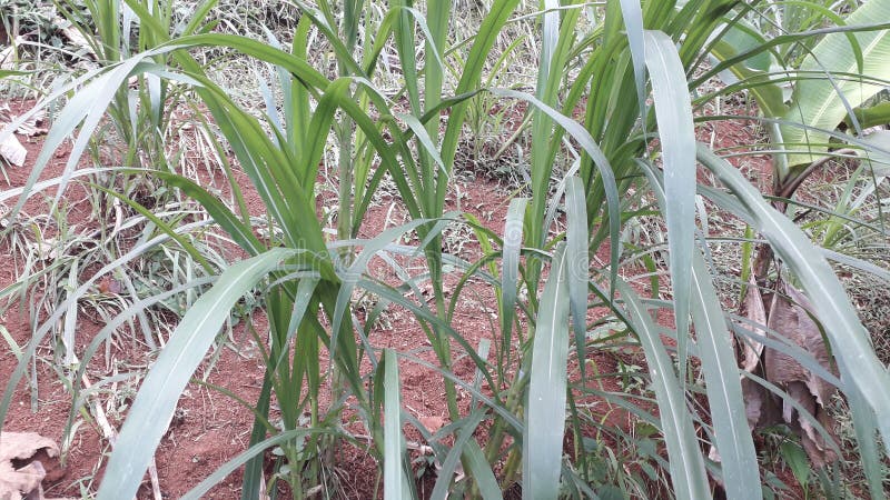 Elephant Grass in the Garden Stock Photo - Image of leaf, gajah: 257658300