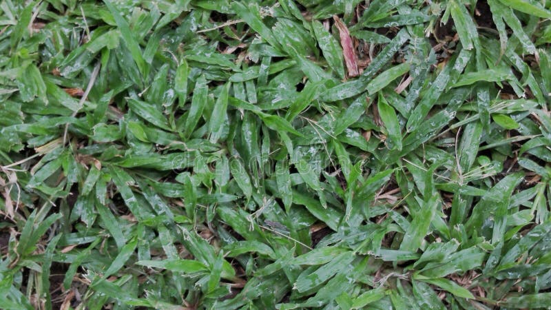 Name Axonopus Stock Photos - Free & Royalty-Free Stock Photos from ...