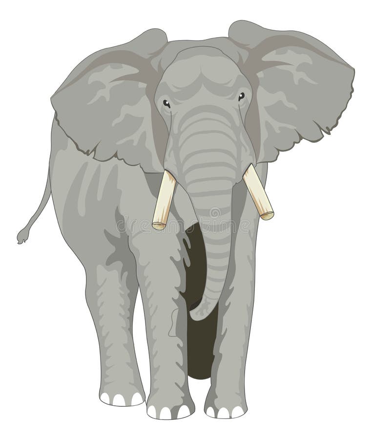 Front Facing Elephant Stock Illustrations – 58 Front Facing Elephant ...
