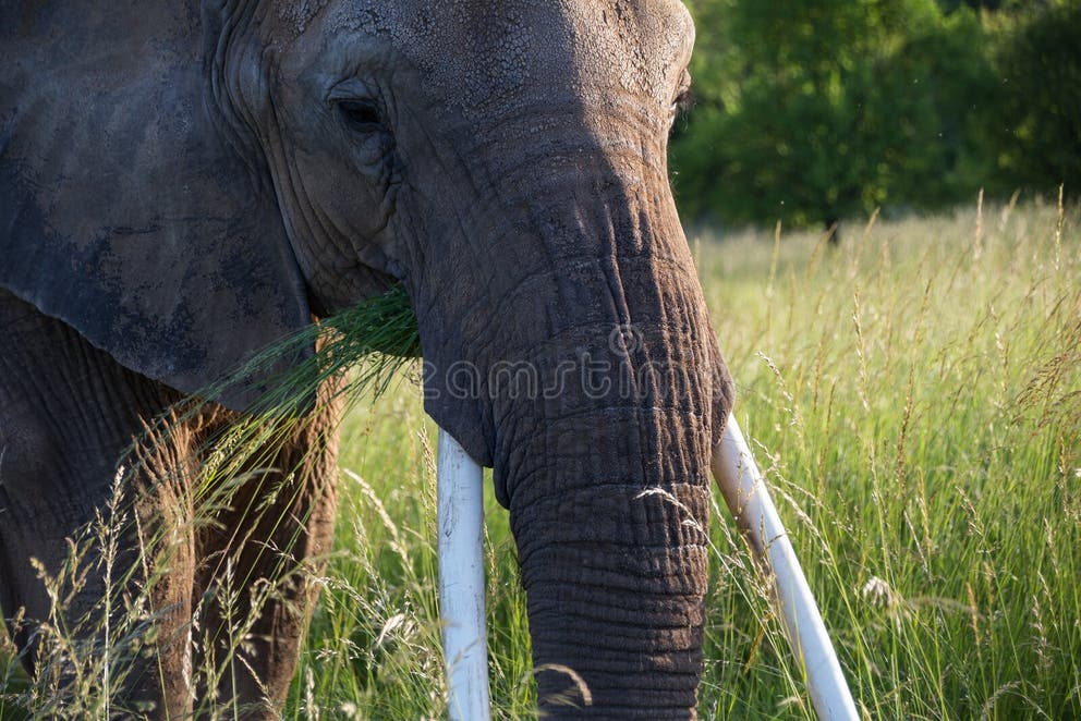 Elephant grazing stock photo. Image of large, grazing - 266552684