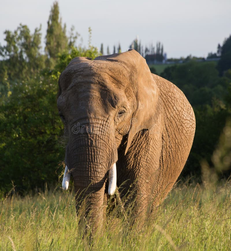 Elephant grazing stock image. Image of wildlife, wild - 266552701