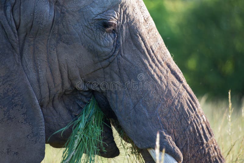 Elephant grazing stock image. Image of asian, wildlife - 266552699