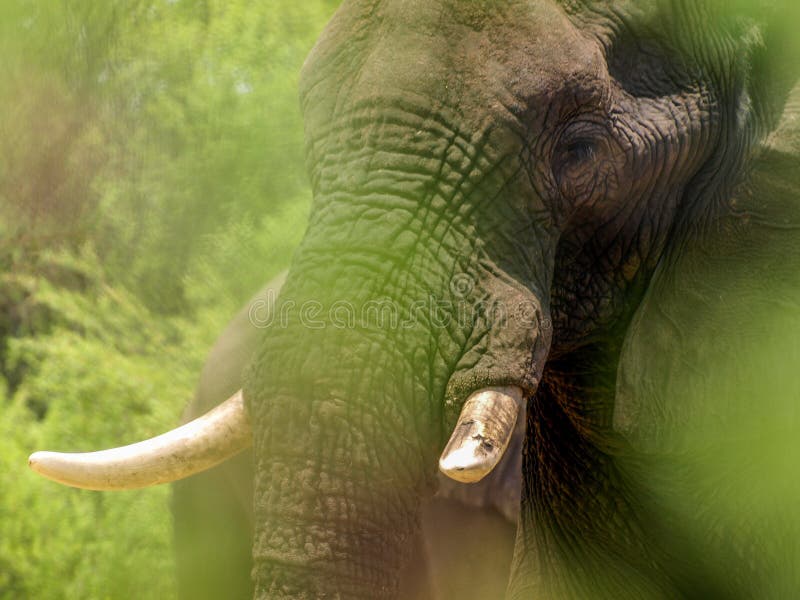 Elephant stock image. Image of elepjant, africa, animal - 37983827