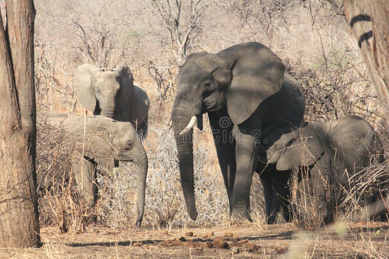 Elephant Group stock photo. Image of nature, lonely, bush - 25820010