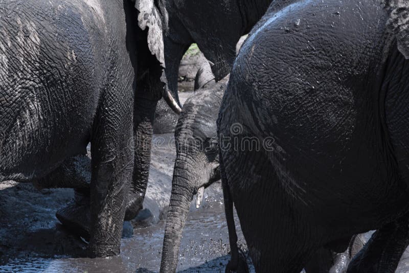 Elephant Group at the Mud Bath in the Chobe River, Botswana Stock Photo ...