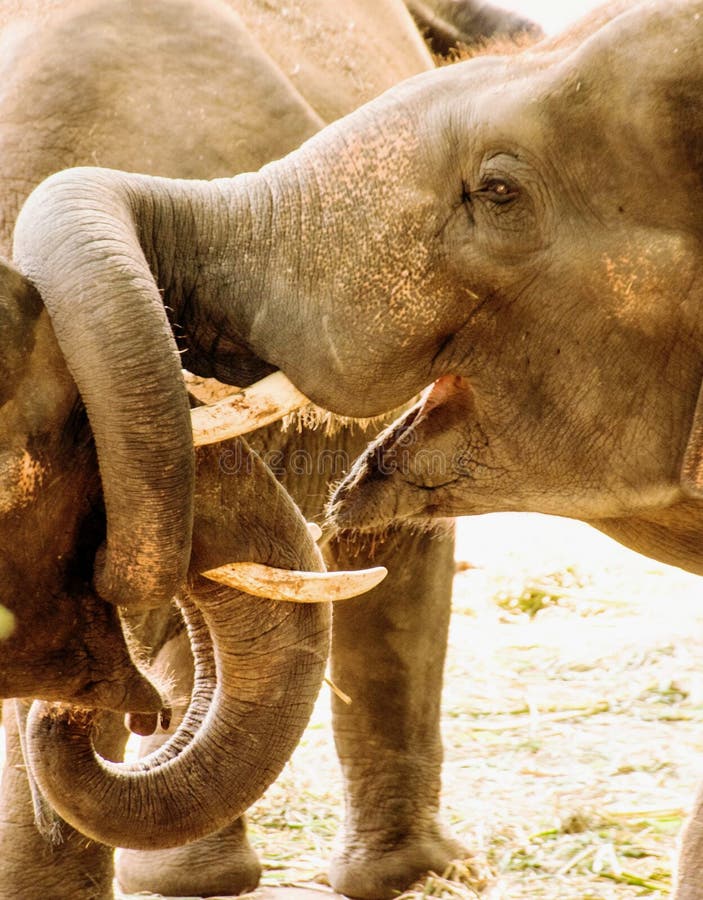 Elephant Group in the River Stock Image - Image of attraction, herd ...