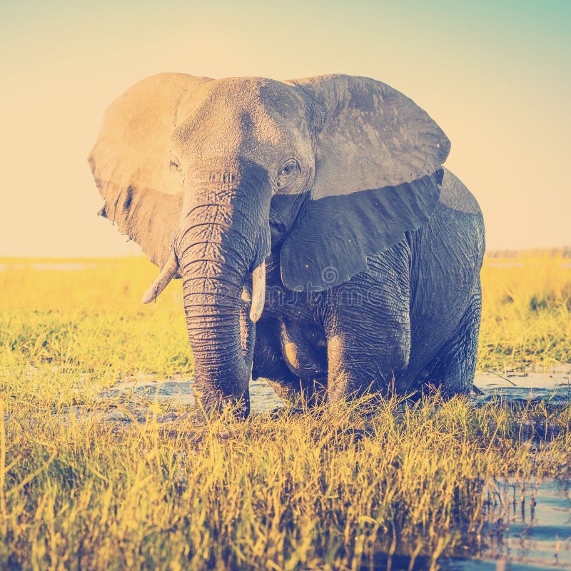 Elephant stock photo. Image of ivory, animals, instagram - 156597408