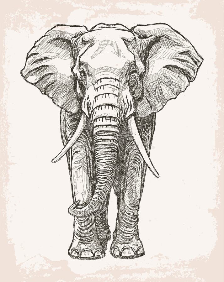 Elephant Hand Drawn Vector Illustration in Sketch Style. Hand Drawn ...