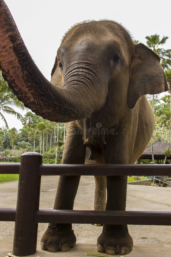 Elephant stock image. Image of java, jungle, indonesia - 51780671